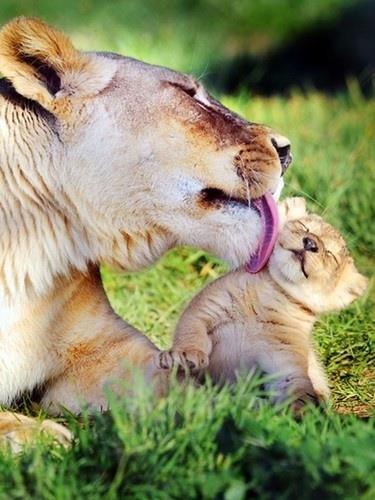 BIRDS & DAFFODILS: MAMA LION & BABY LION ~ MOTHER LOVE