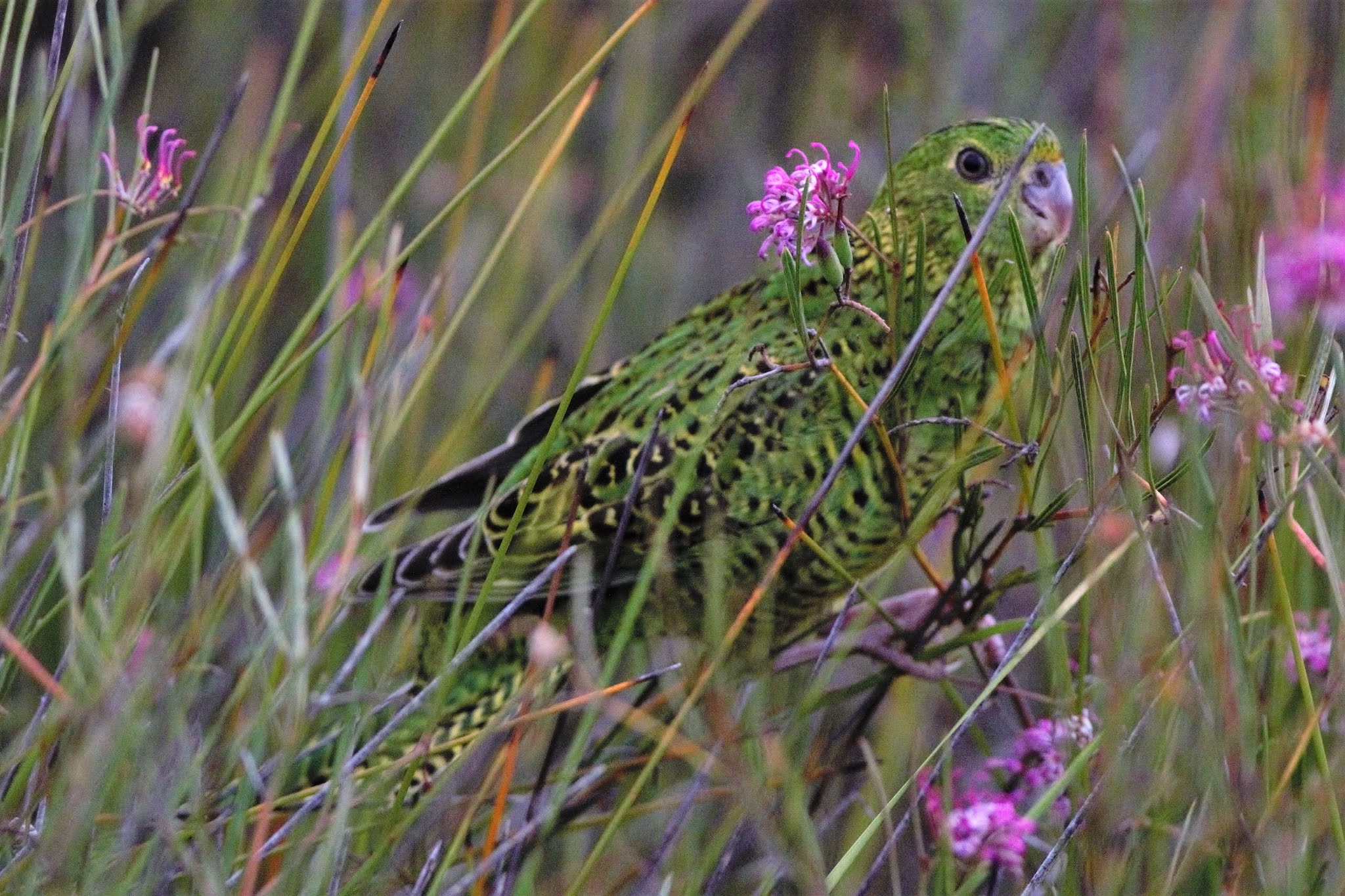 sunshinecoastbirds: Ground Parrots Galore