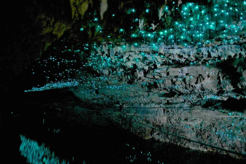 Waitomo Glowworm Caves, New Zealand (with Map & Photos)
