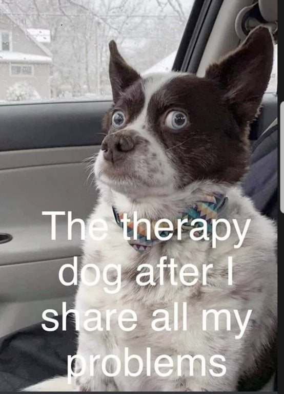 The therapy dog after I share all my problems