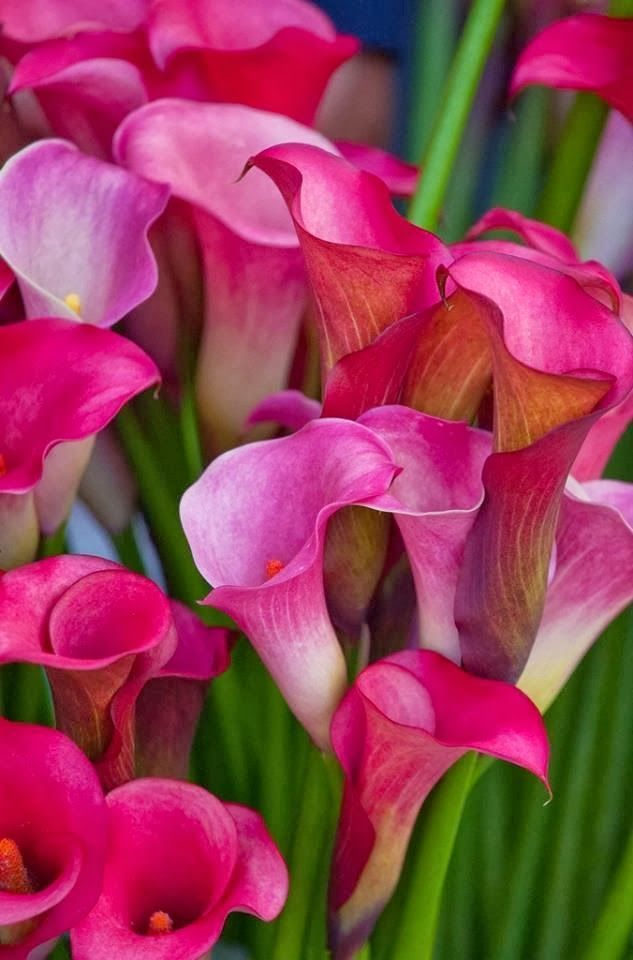 Beautiful hot pink calla lilies | Photos Hub