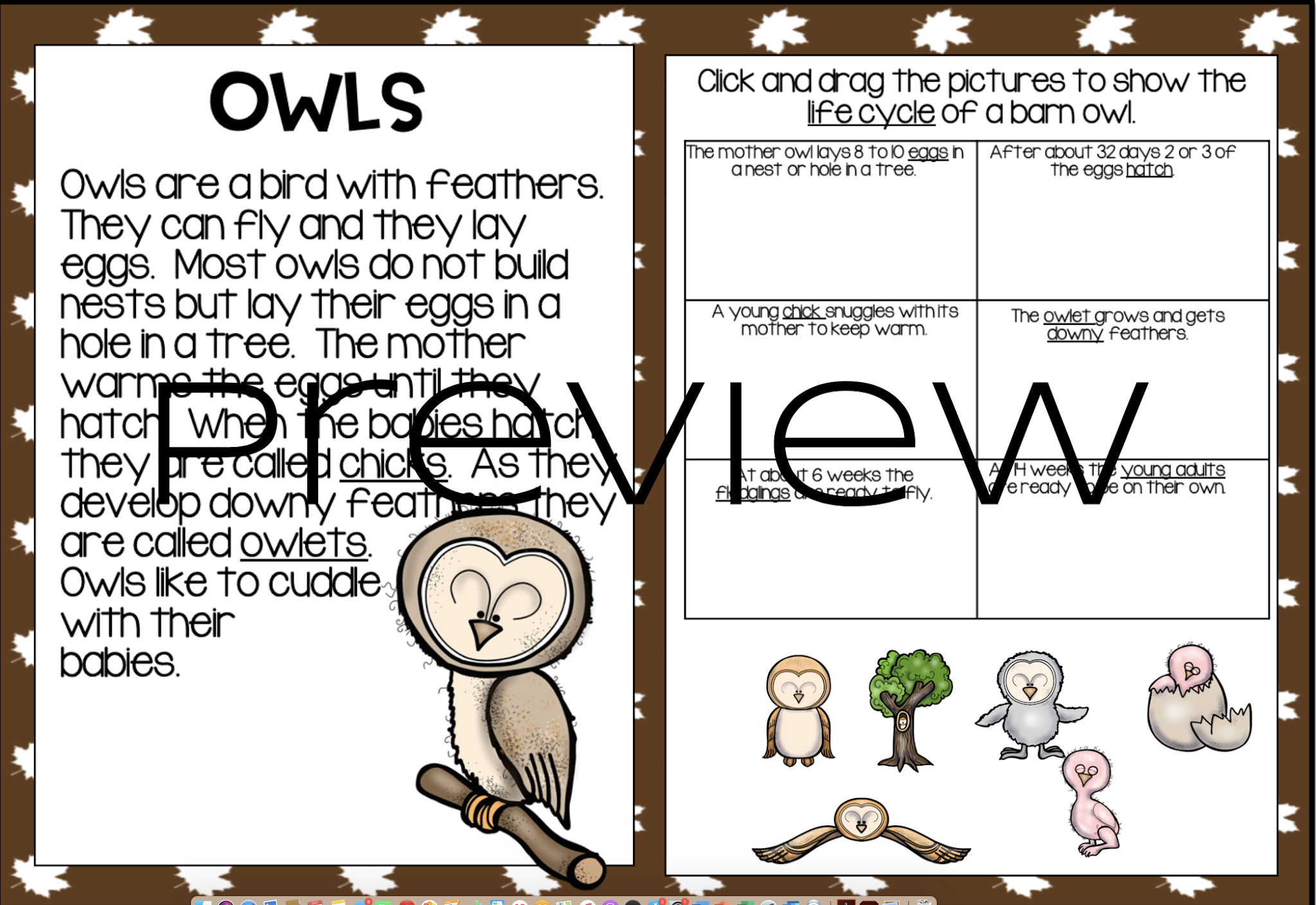 1st Grade Hip Hip Hooray!: Using informational text to research owls!