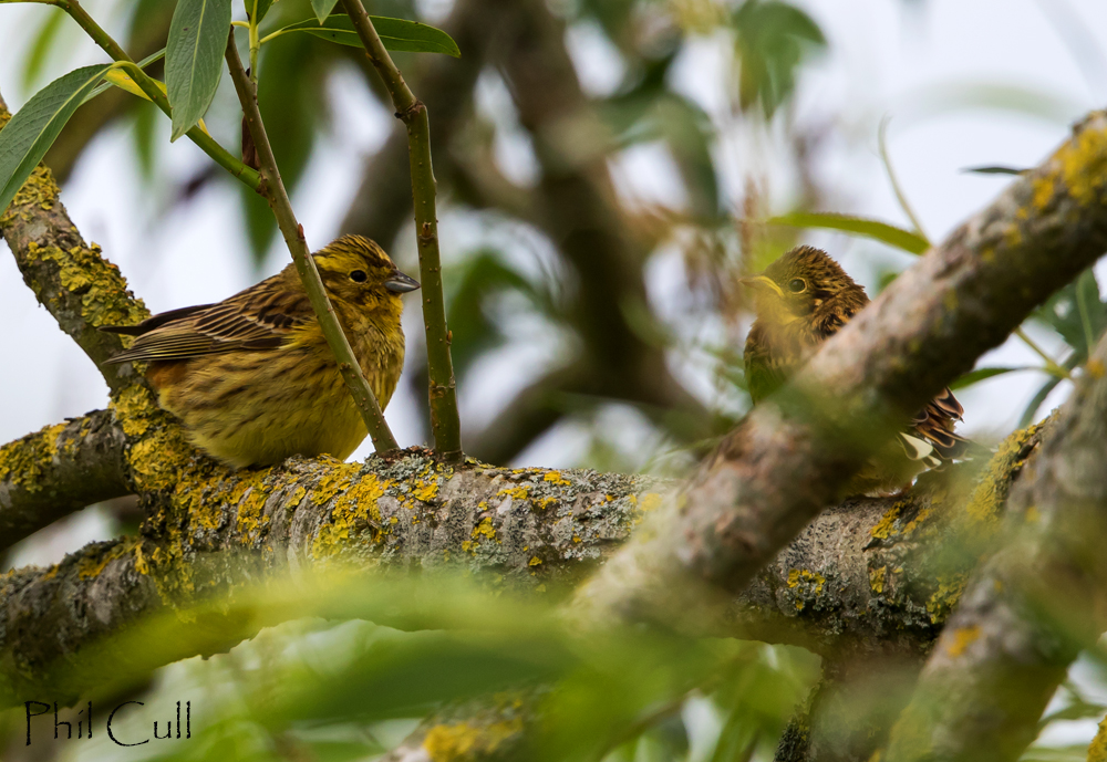 Phil Cull Wildlife Photography: 2019