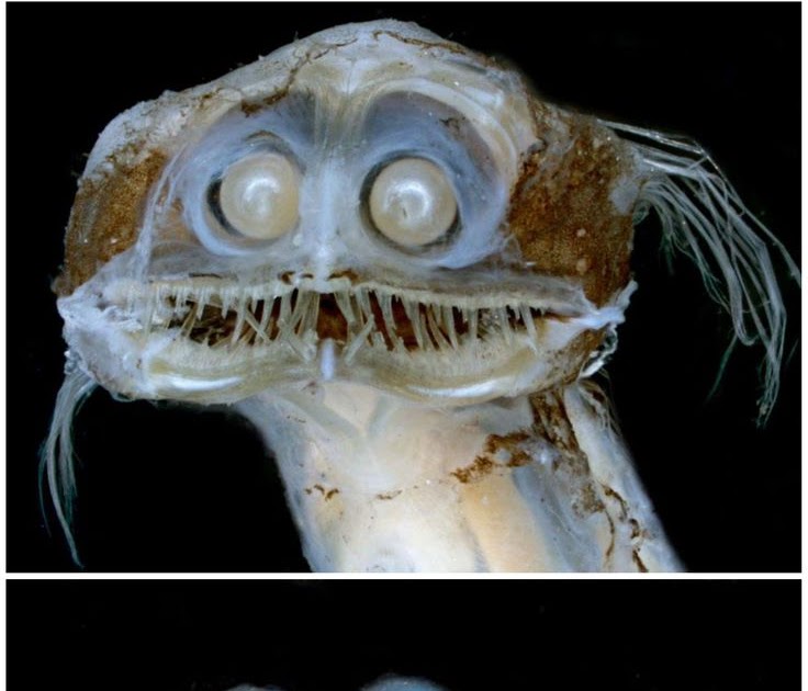 Meet Charles The Deep Sea Telescope Fish That Looks Like An Alien | UFO ...