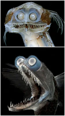 The Deep Sea Telescope Fish That Looks Like An Alien
