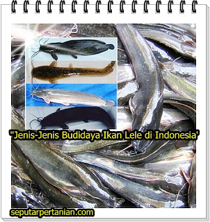 Jenis-Jenis Budidaya Ikan Lele Di Indonesia (Lokal,Dumbo,Sangkuriang ...
