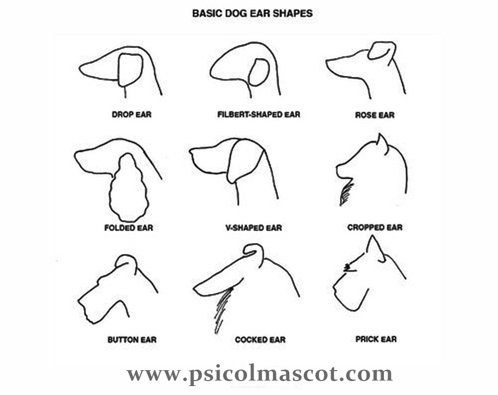 PSICOLMASCOT: El Oído del Perro