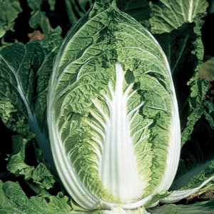 Eaton Rapids Joe: Chinese Cabbage for Kimchi production