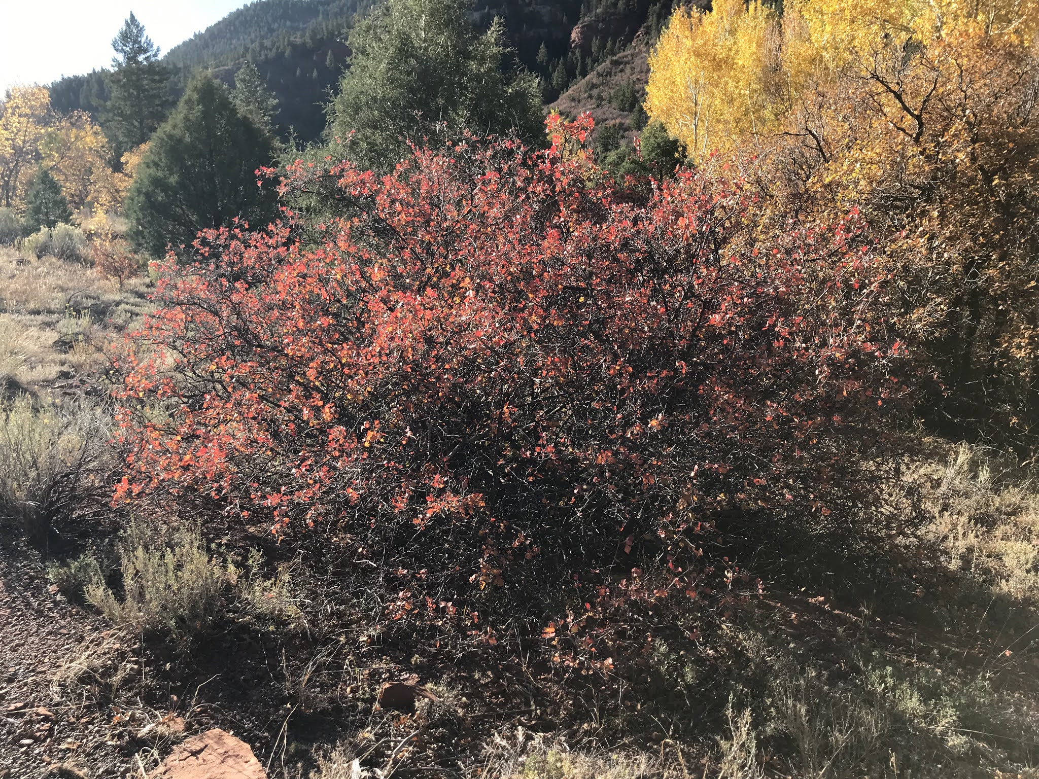 CO-Horts: Native Shrubs for Fall Color