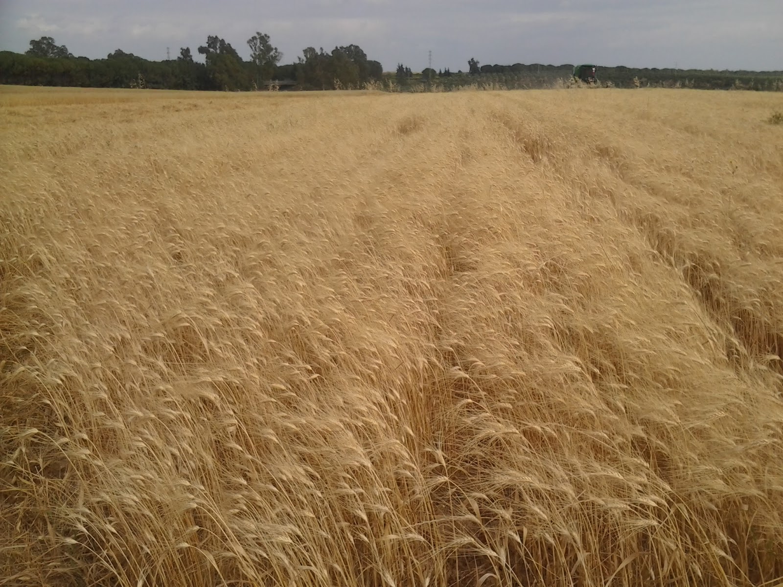 Desde mi azotea: Los trigales