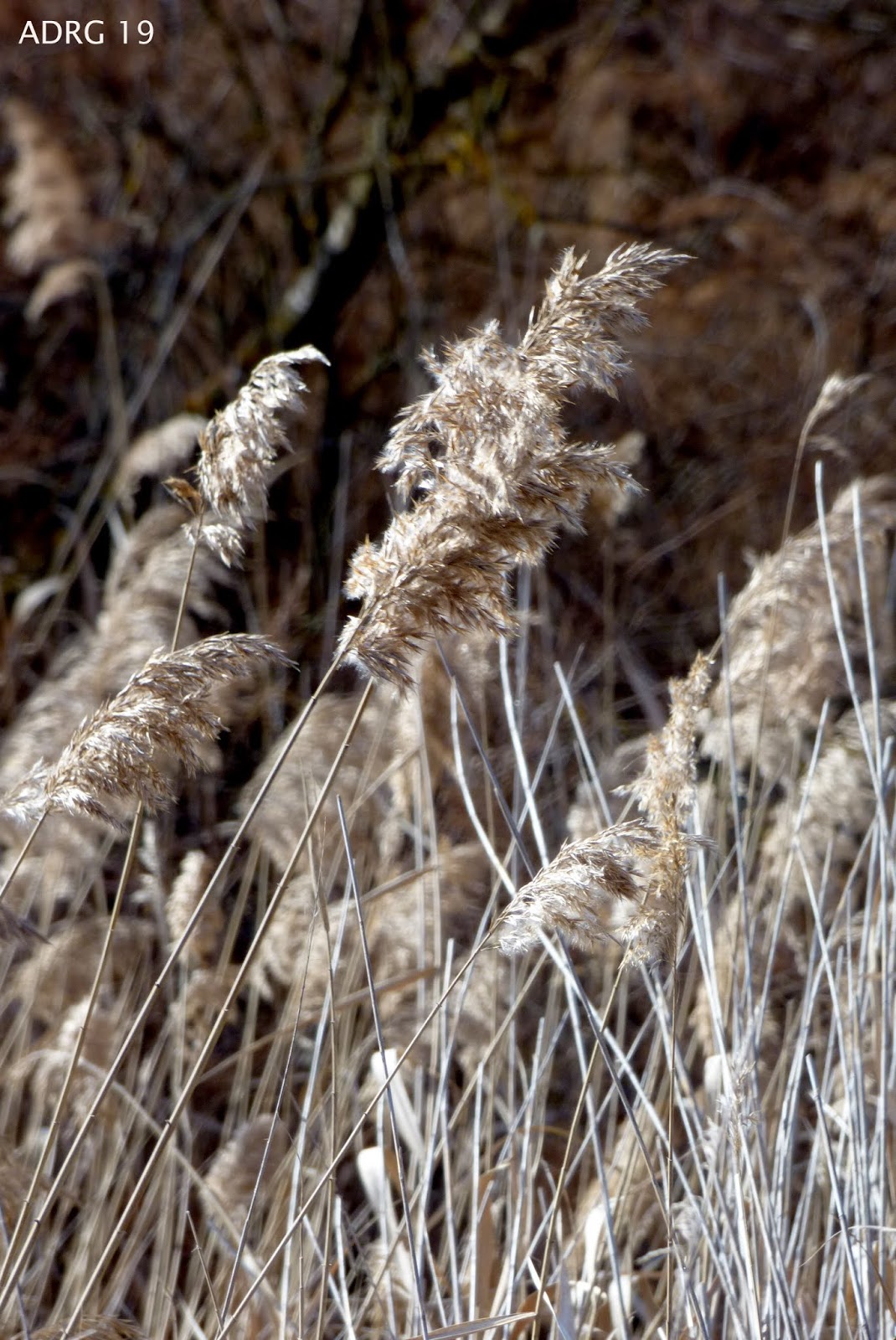 UN AMBIENTALISTA: Cuadernos de Botánica: el carrizo