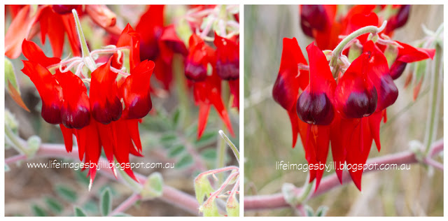 Life Images by Jill: Nannup wildflower walks - & The Lost Flowers of ...