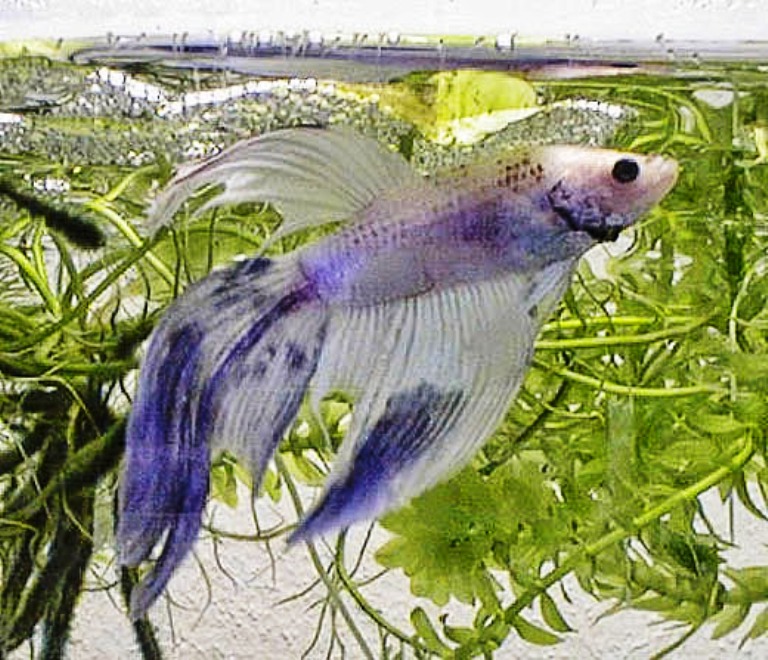 BETTA FISH photos - wallpapers (ανανεωμένο) | the fun bank