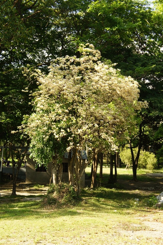 OUR PHILIPPINE TREES: The UP Salingbobog 2013