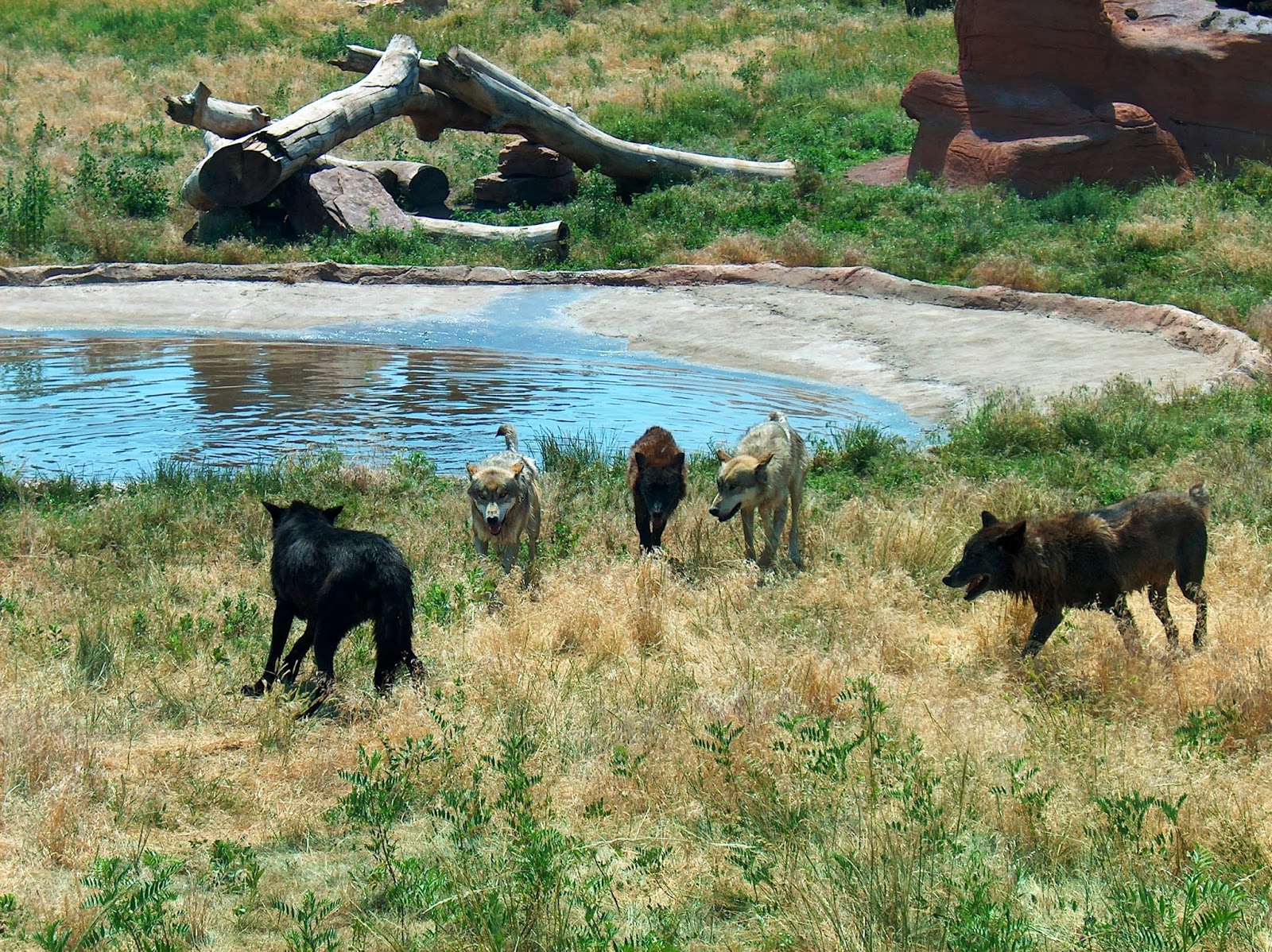 Pilgrims' Journey: Looking Back - Bear Country USA