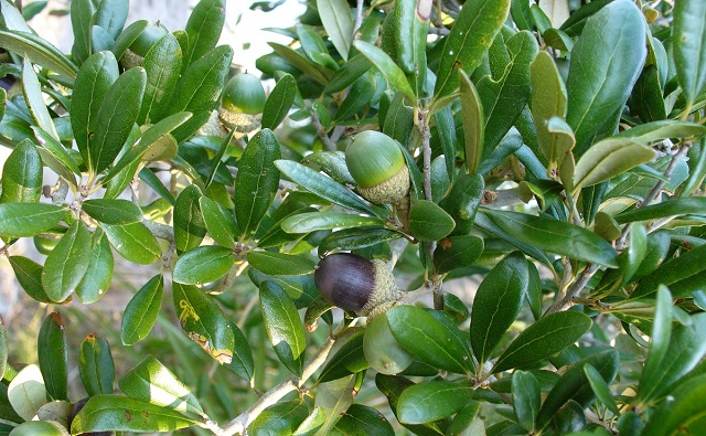ROBLE DE VIRGINIA: Quercus virginiana | Plantas rioMoros