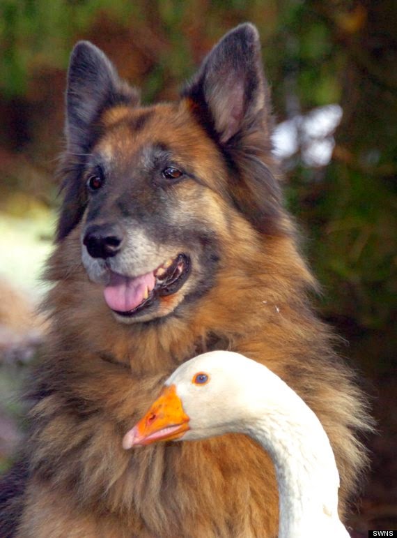 White Wolf : Goose's Gentle Touch Turns Aggressive German Shepherd Into ...
