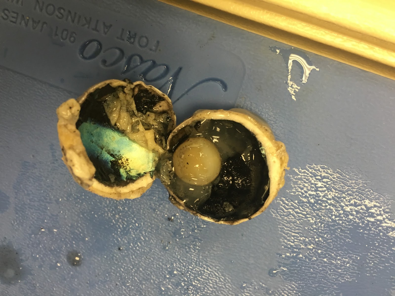 Adrienne Nguyen: Sheep Eye Disection