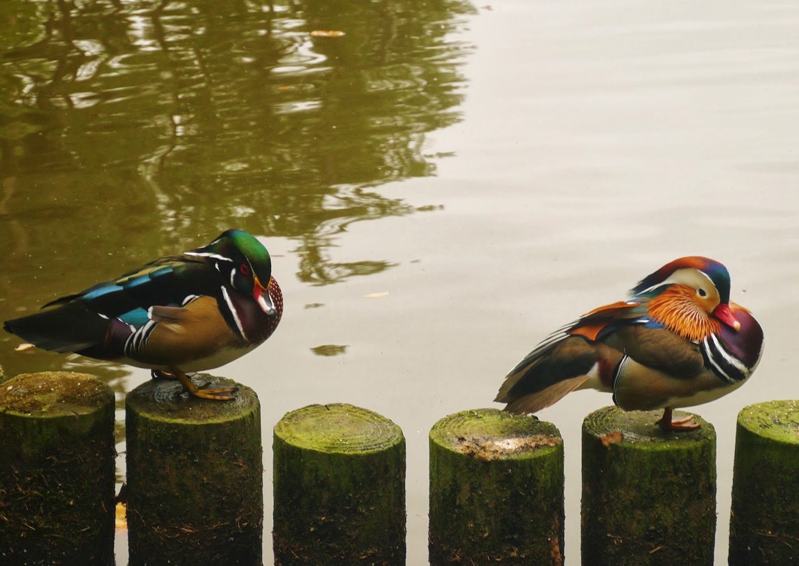 gardens@duke: Species Spotlight: Mandarin Duck