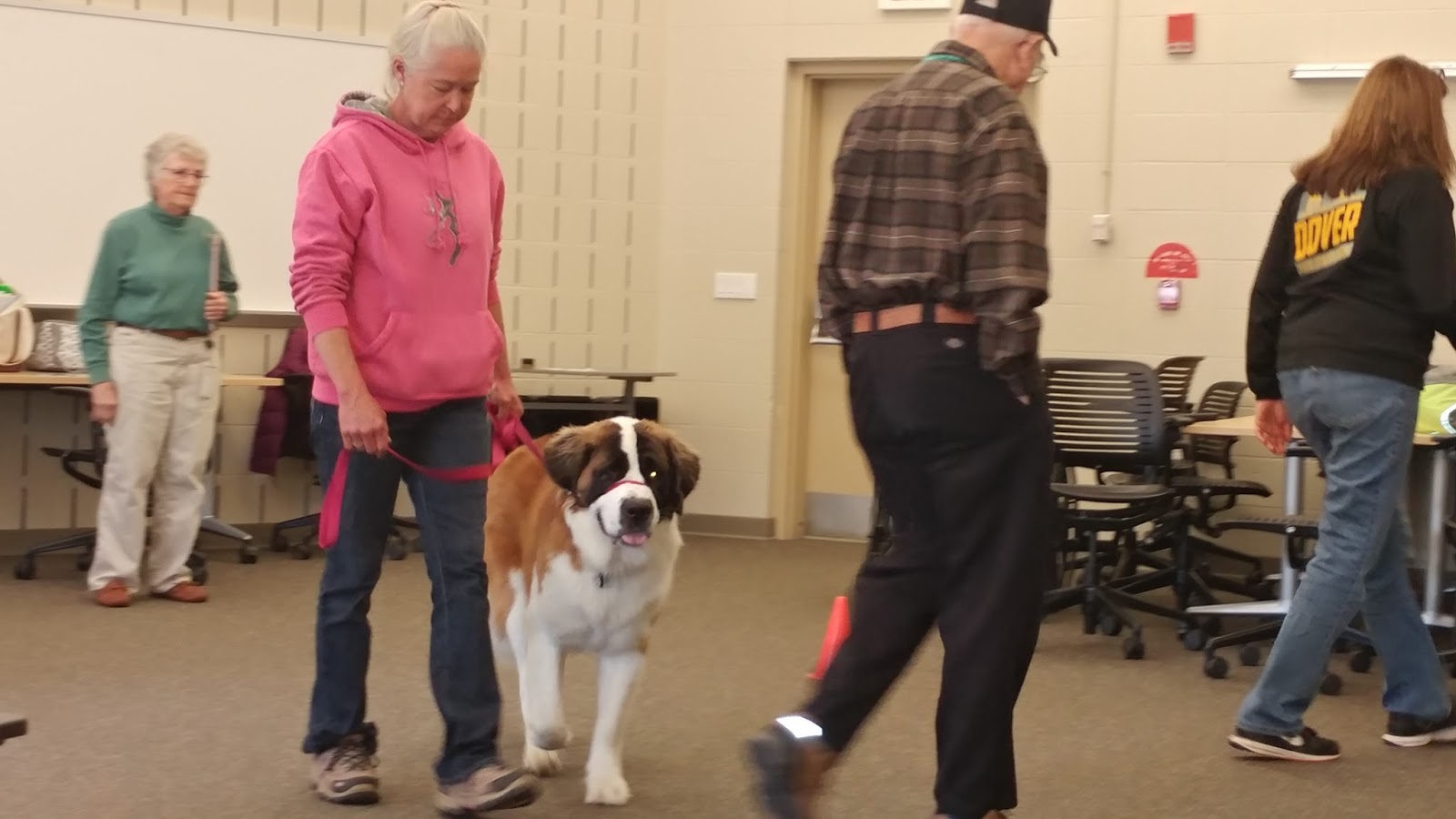 Stories from Sweetgrass Farm: a therapy dog test....