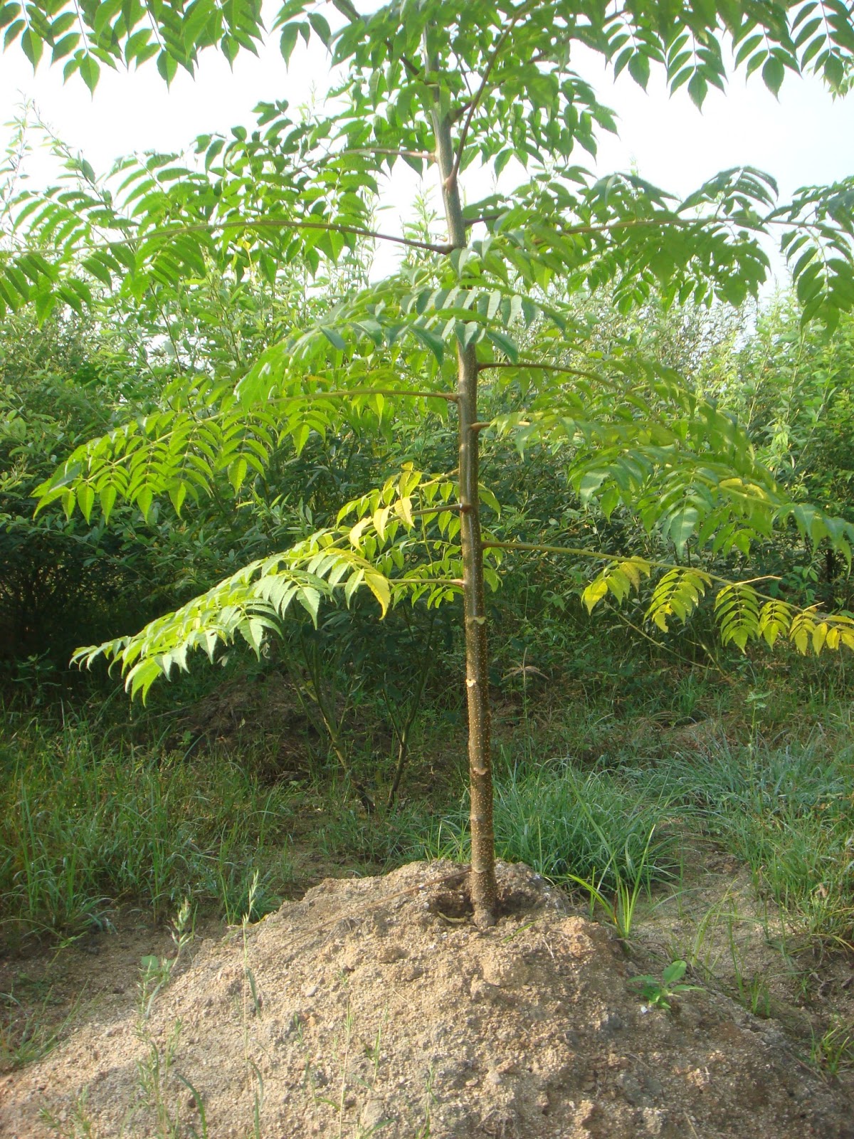 Go Green Initiative : About Melia Dubia Tree