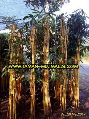 Jual pohon bambu kuning | harga pohon bambu | aneka tanaman bambu ...