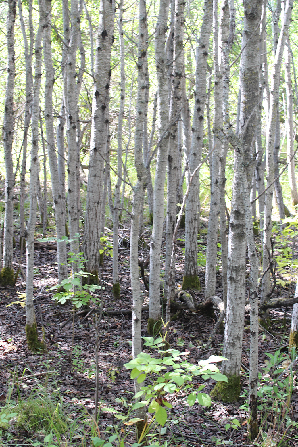 Assiniboine Forest Plant Life: An Exploration of Trembling Aspen Bark
