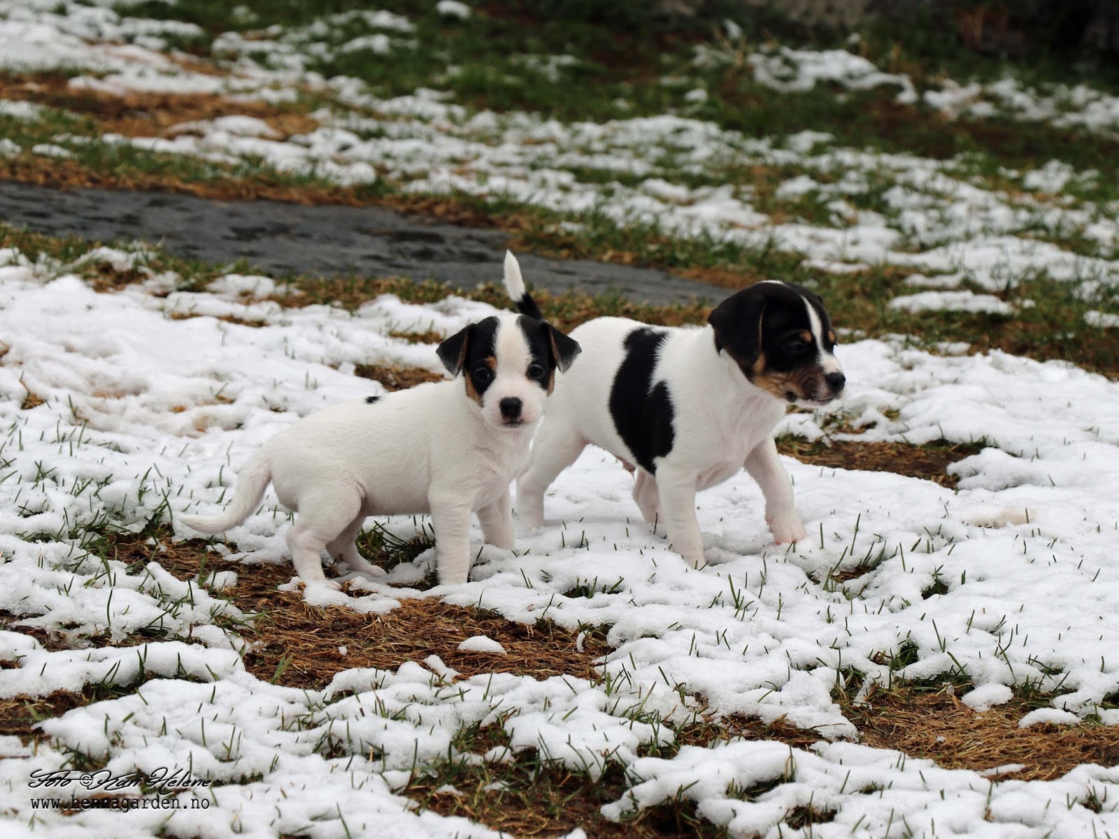 Kennel Hennagarden: Snø???? For noen rare greier