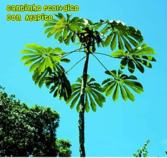 Sapecando O Roçado : Embaúba