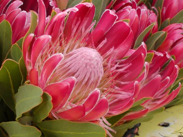 A Passion for Flowers: Pink Duke & Brenda From the Field to Bouquet