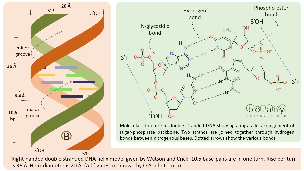 nucleic acid