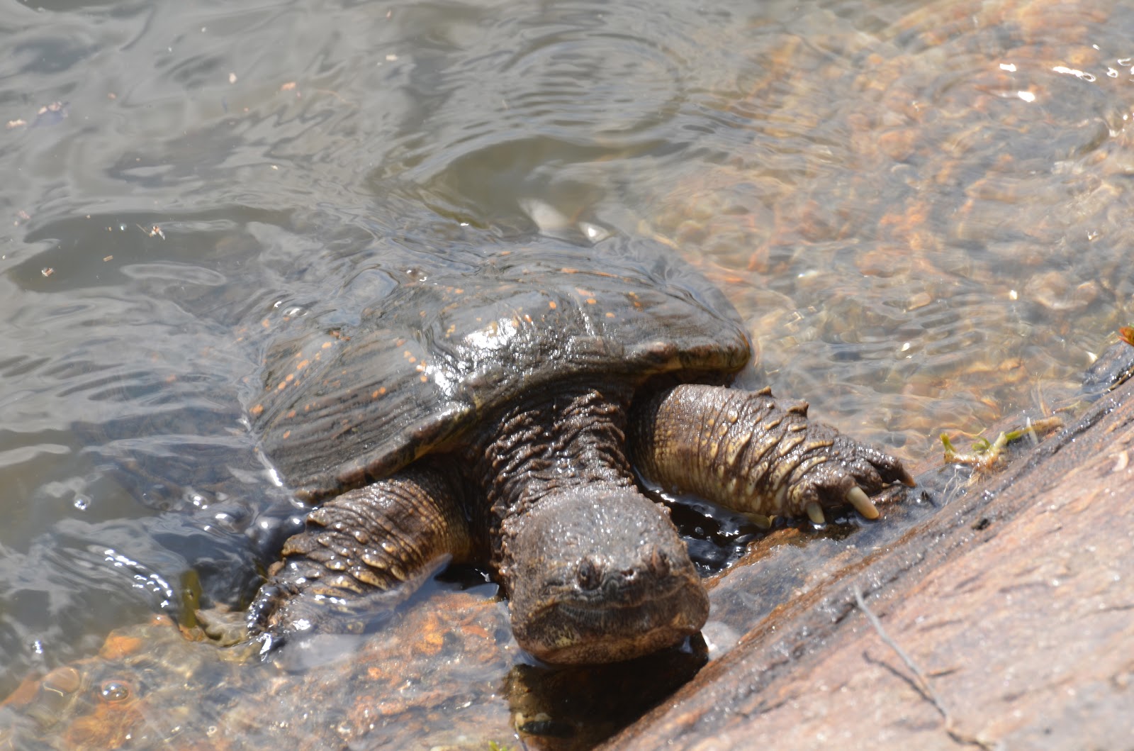 Urban Wildlife Guide: Snapping Turtle!
