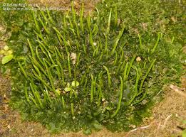 Embryophytas: Antocerophytas