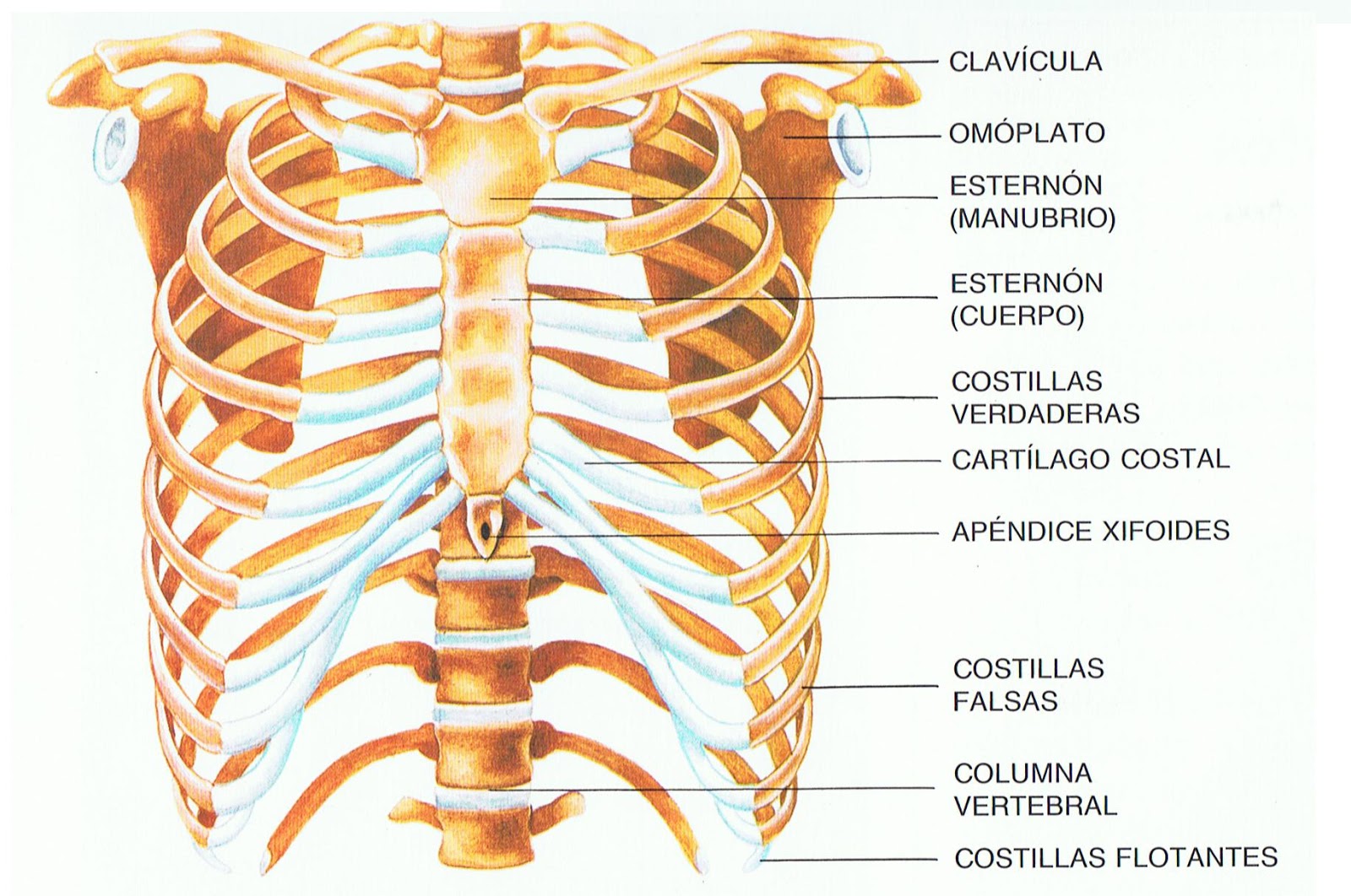 Resumo Fisio: Questoes concurso