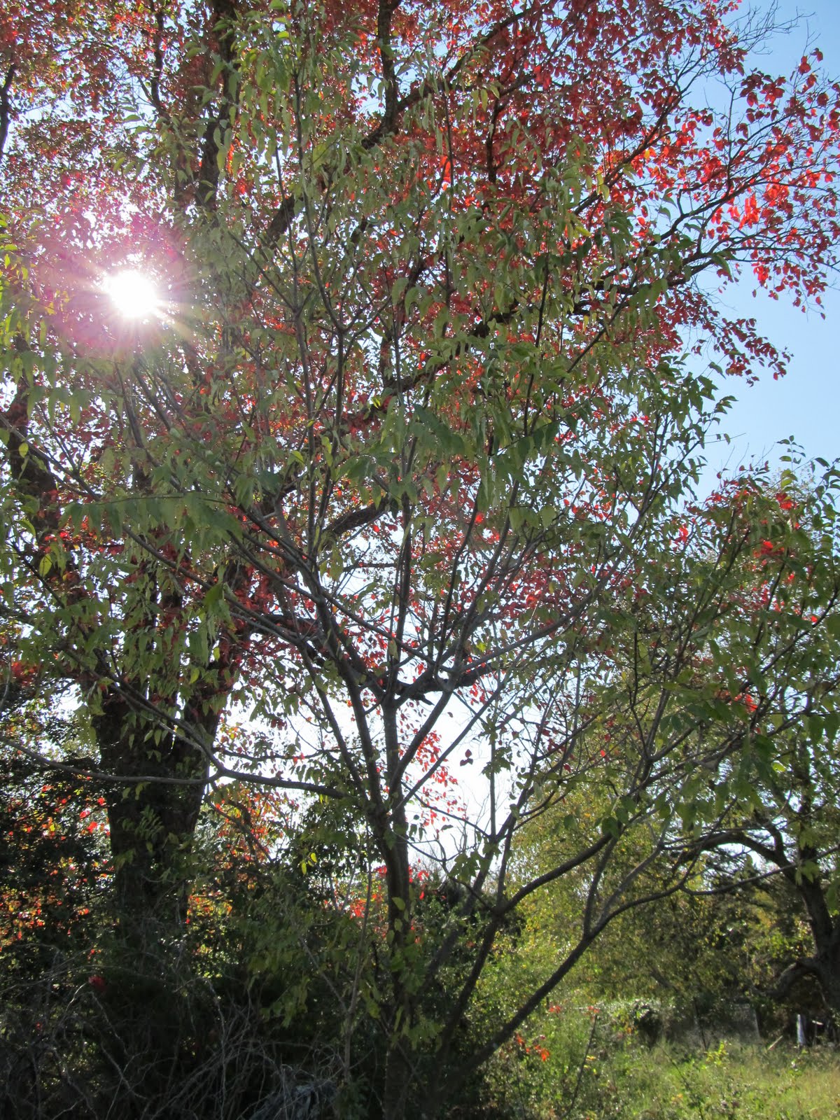 Galla Creek Ephemeris: Toothache Tree