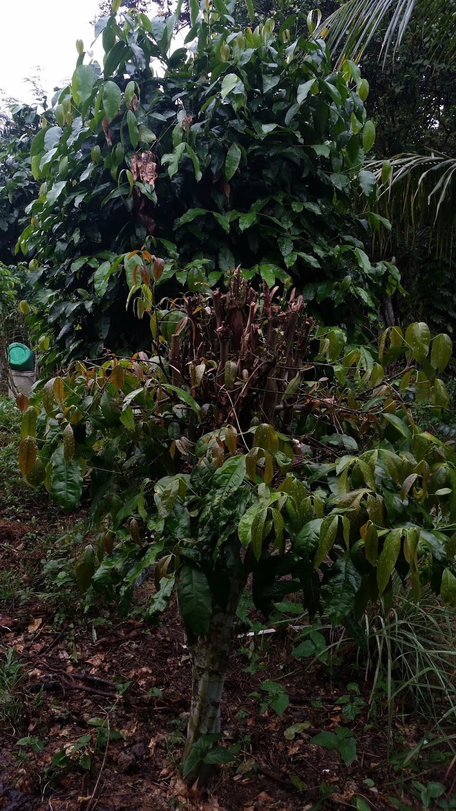 Warisan Petani: Pokok Belinjau.