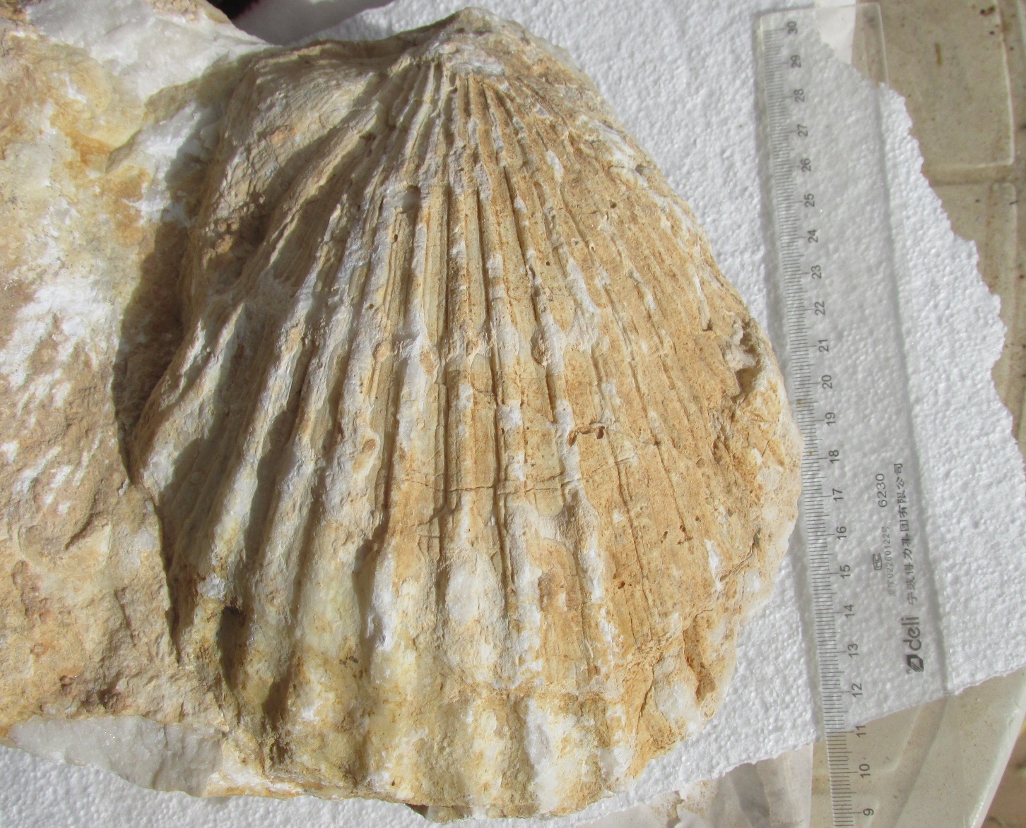 HERCEGOVINA-GEOARHEO: 2016