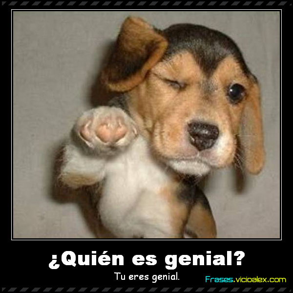 Frases ::] ¿Quién es genial? Tu eres genial. - Las Mejores Frases para el Facebook de Amor ...