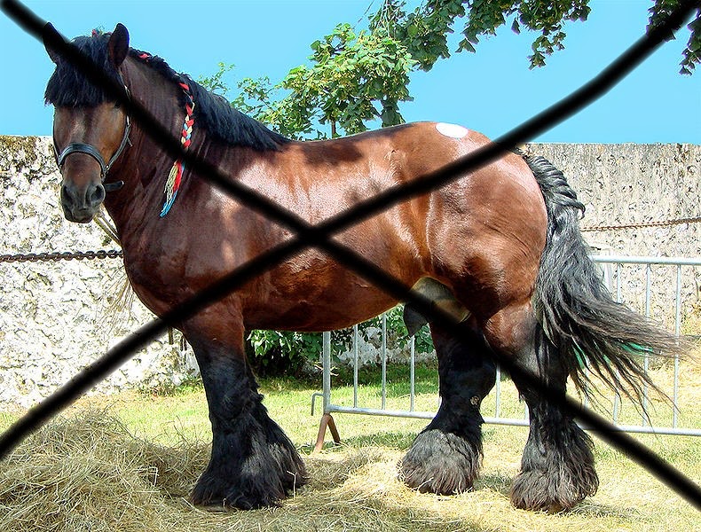 Armored Destrier Horse