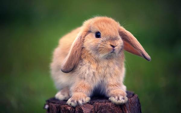 Open Minda: Gambar Arnab Comel Yang Sangat Lucu Dan Cute!