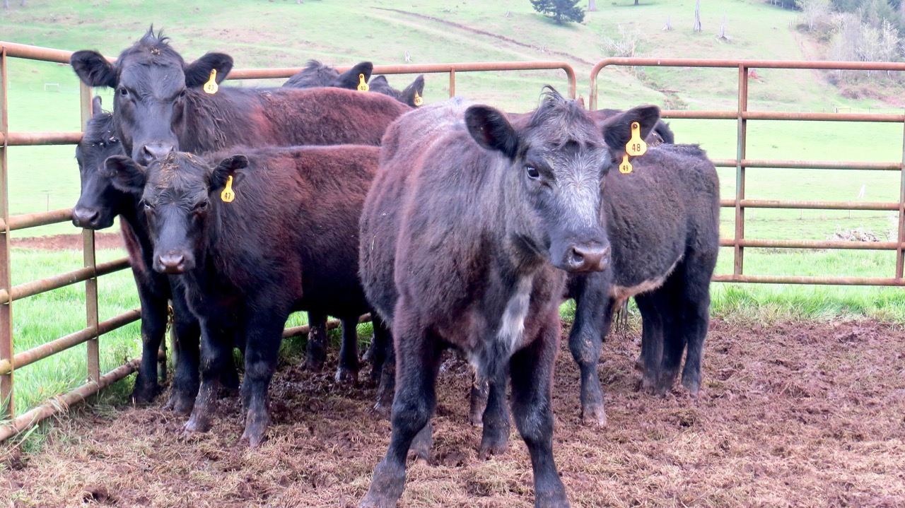 LuAnn Kessi: Yearling Cattle....Spring 2019