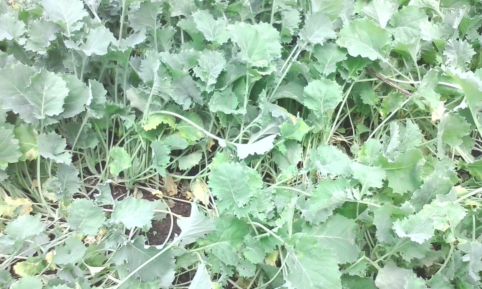 Menta Olandeza sau Izdraeliana: Rasaduri varza Kale