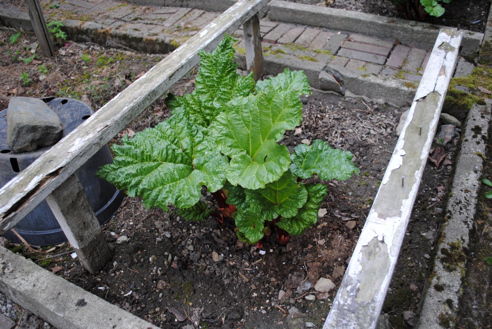 Hagekroken: Rabarbra i mørke