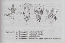 Morfologi tumbuhan: Bagian-bagian Bunga 2