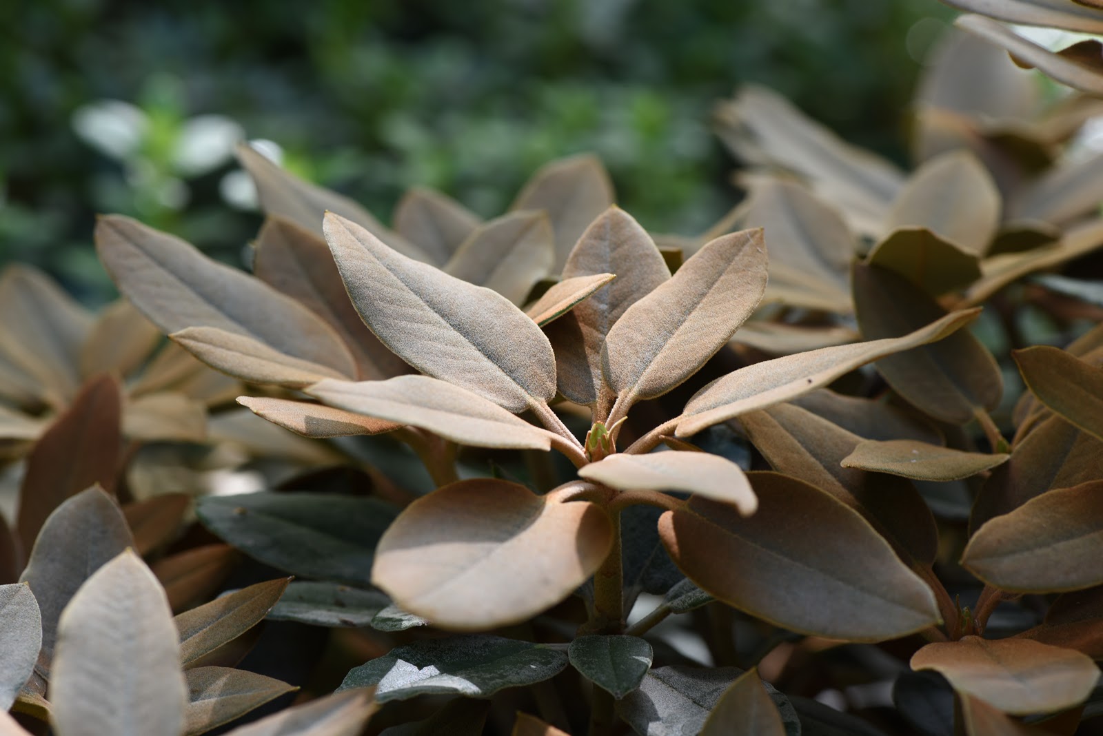 Hagtorpet: Rhododendron med indumentum och tomentum på bladen