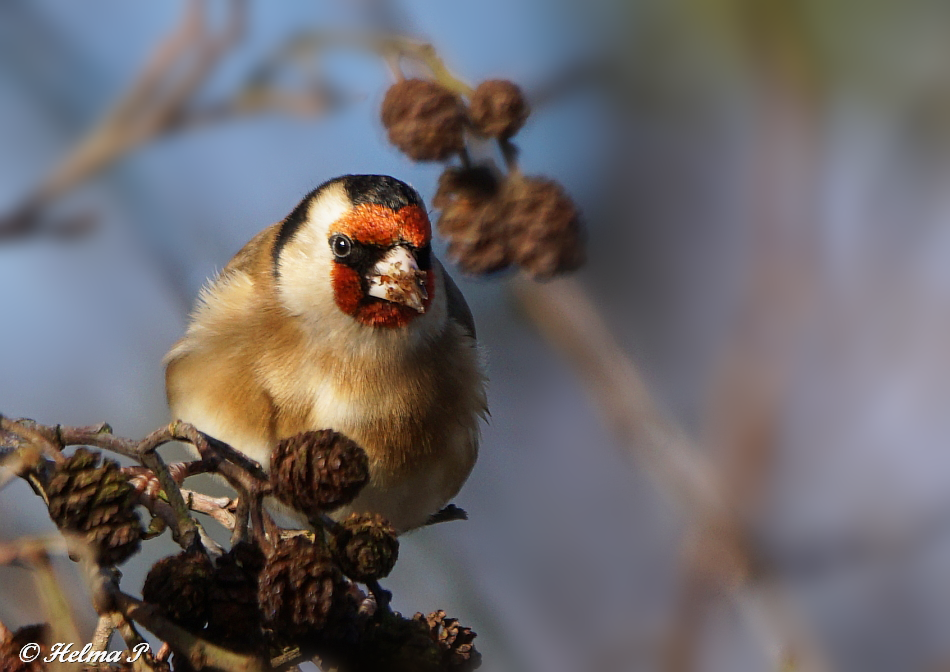 Helma's natuurfoto's: Schilderijtje van Puttertje......