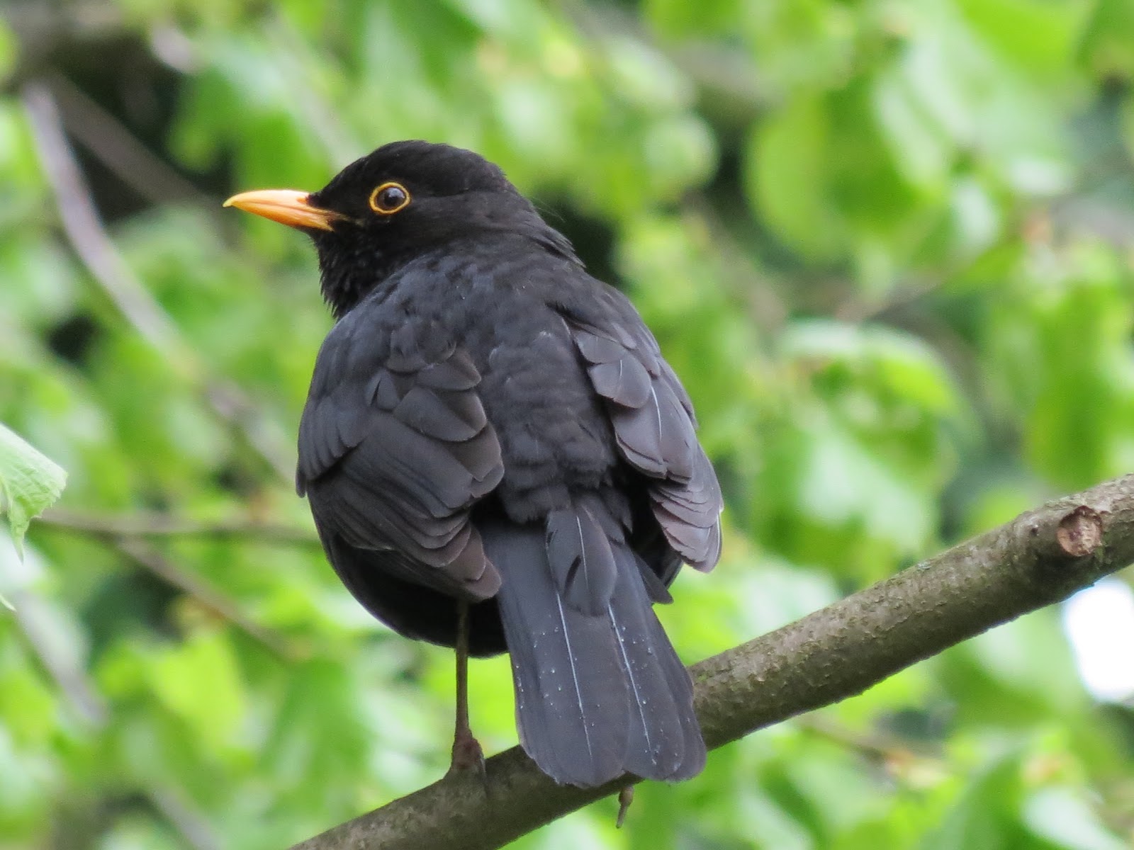 BIRDING AMERSHAM: Photographing COMMON BLACKBIRDS