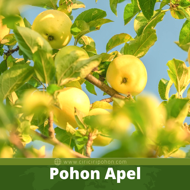 Mengenal Berbagai Jenis Pohon Apel yang Biasa Ditanam - Ciriciripohon.com