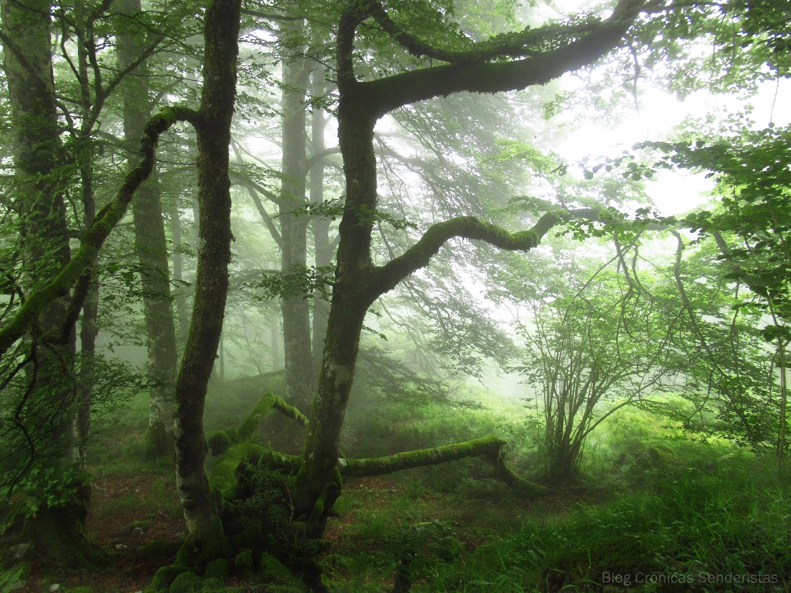 Crónicas Senderistas: ¿Qué es un bosque?