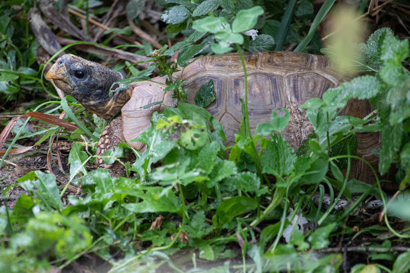 Hingeback Tortoise Central: Western Hingeback, Kinixys nogueyi